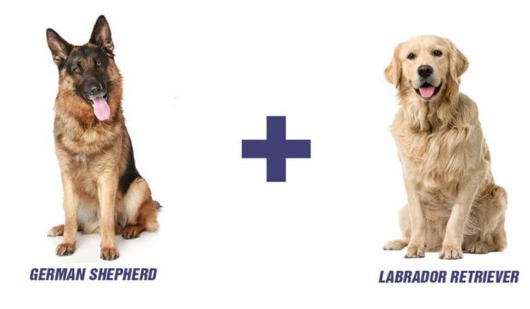 German Shepherd Mixed with Lab: Everything You Need to Know