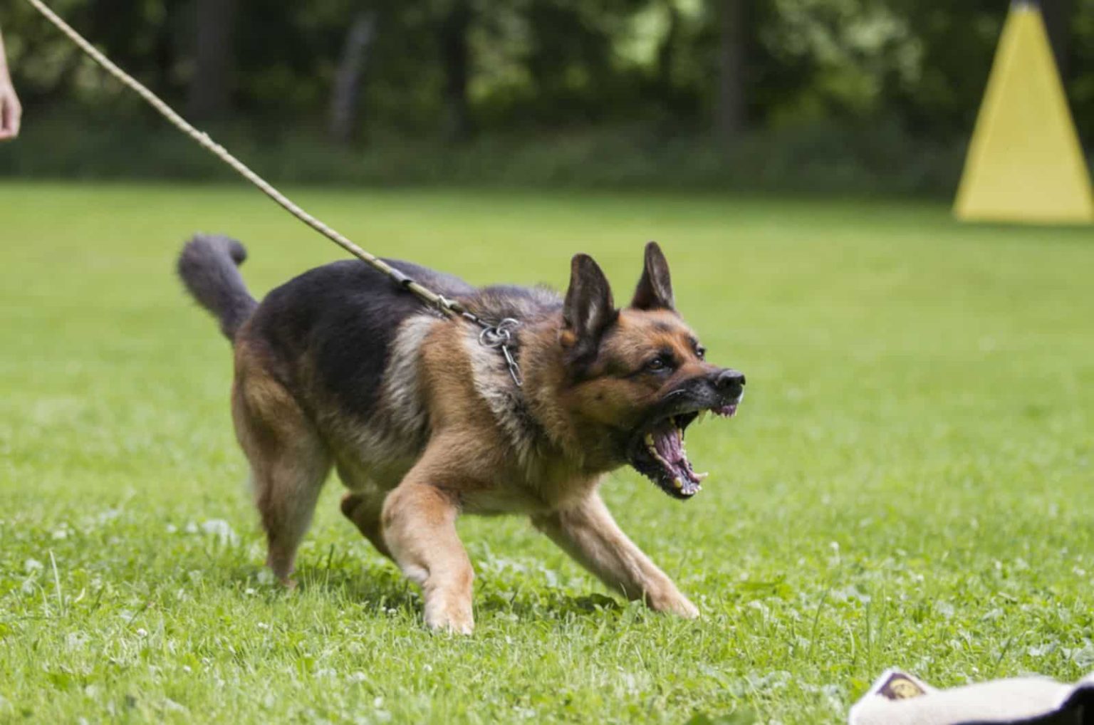 5 Signs Of Fear Aggression In Your German Shepherd And 3 Ways To Take ...