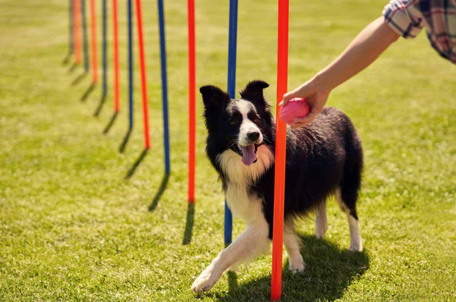 7 Of The Most Creative Ways To Train Your Dog Properly 7 Of The Most Creative Ways To Train Your Dog Properly