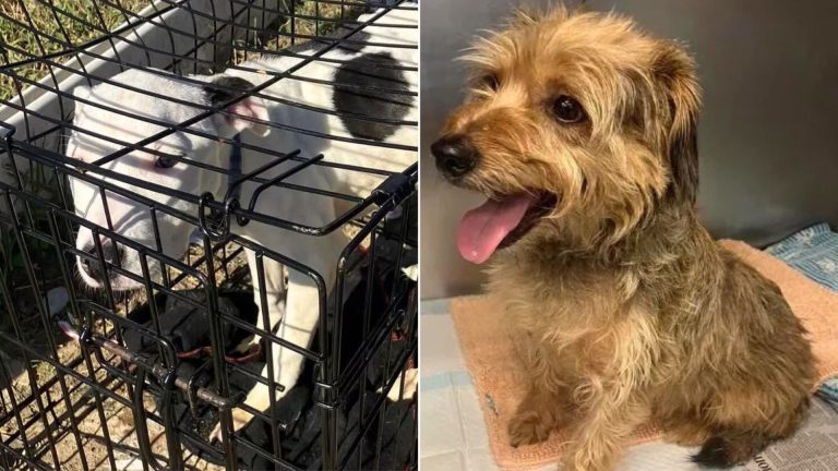 A Dramatic Appeal From The Shelter After Finding Abandoned Dogs At The ...