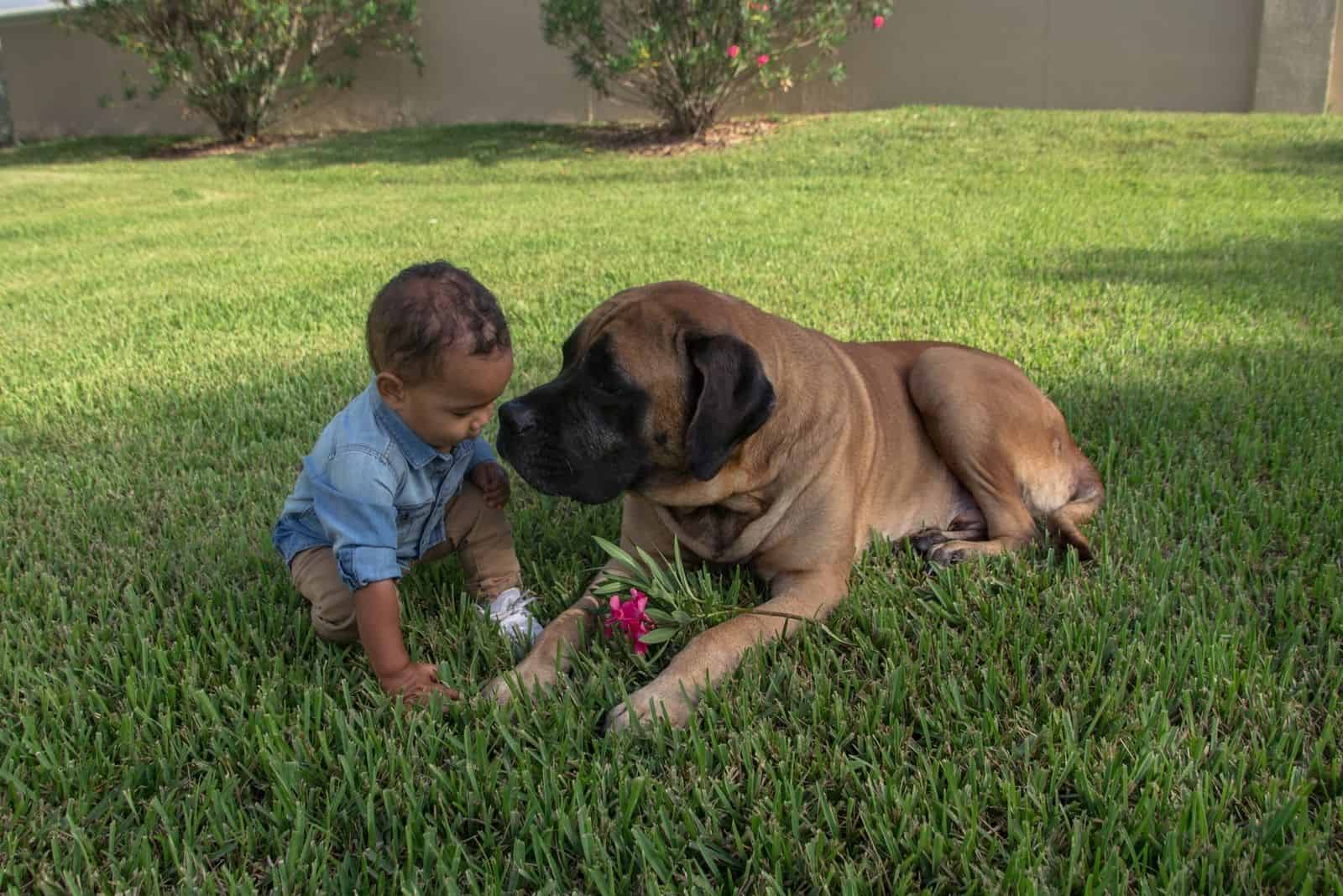 North American Mastiff – A Gentle Giant Overview