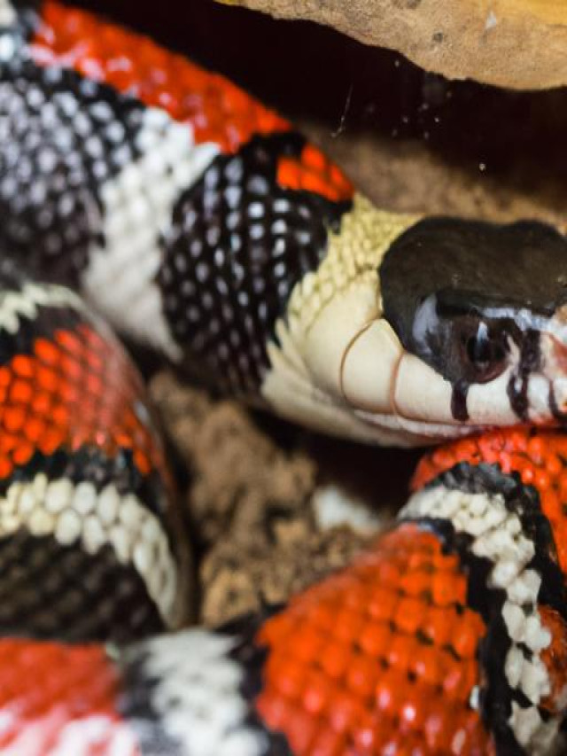 Mexican Milk Snake: A Captivating Serpent for Reptile Enthusiasts